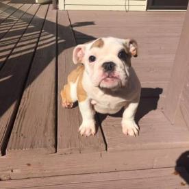 Illinois English Bulldog Rescue