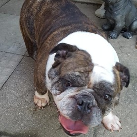 Illinois English Bulldog Rescue